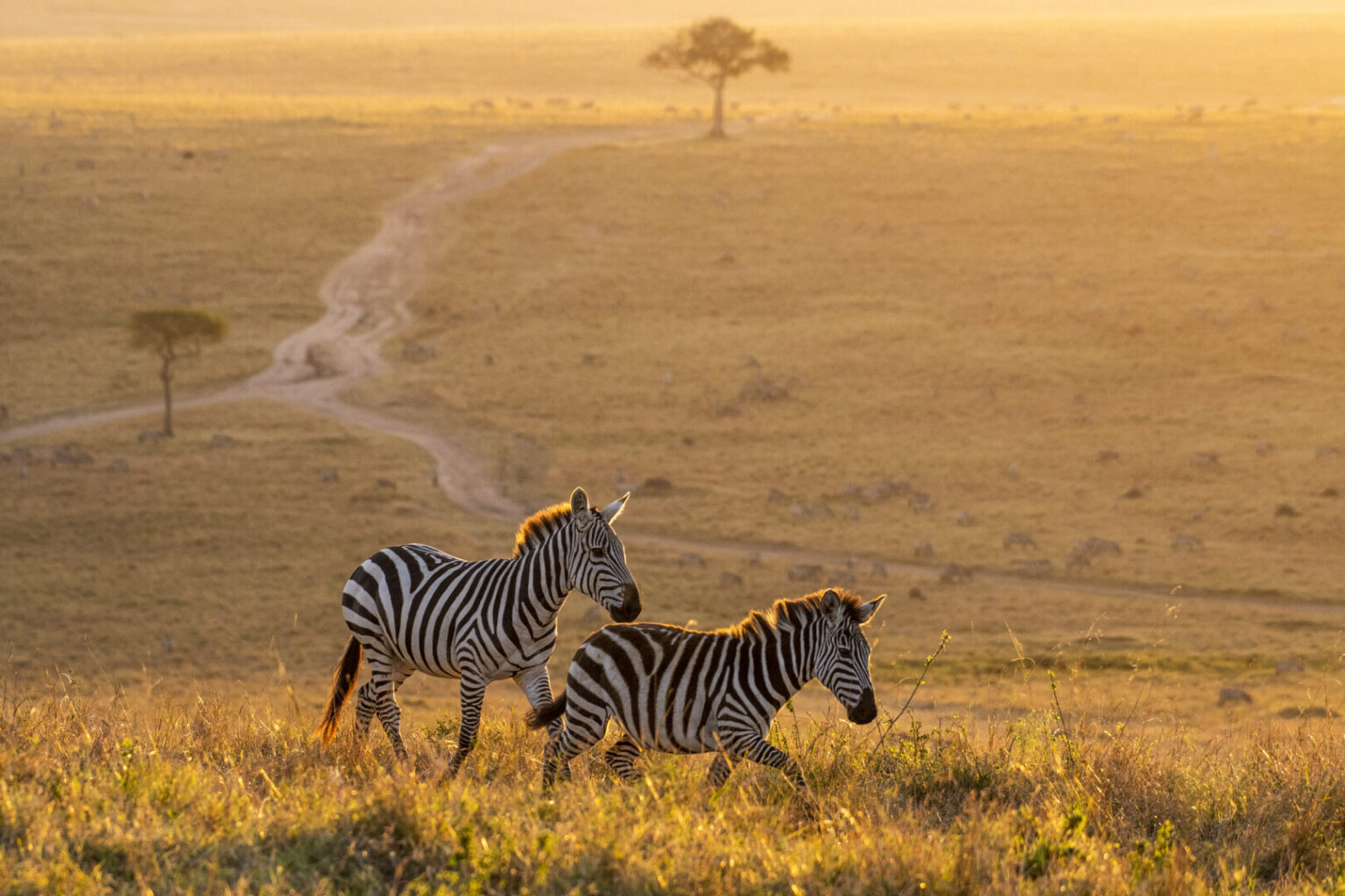 Best Safari Destinations in Africa | Luxury Safaris | cazenove+loyd