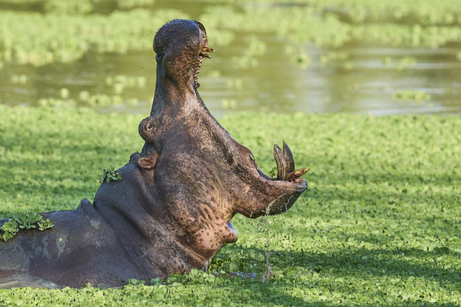 Best Safari Destinations in Africa | Luxury Safaris | cazenove+loyd